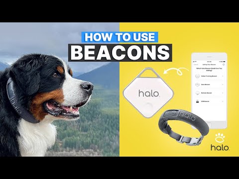 COMPREHENSIVE GUIDE TO HALO COLLAR BEACONS FOR DOG TRAINING AND SAFETY