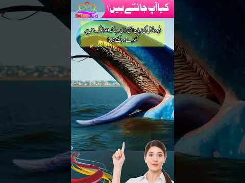 blue whale tongue #shorts #urdu #inurdu #facts #urdufacts #bluewhale #animal