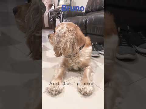 Most Popular Dog Name πΎπ© #cockerspaniel #cutedog #doglife #brunococker