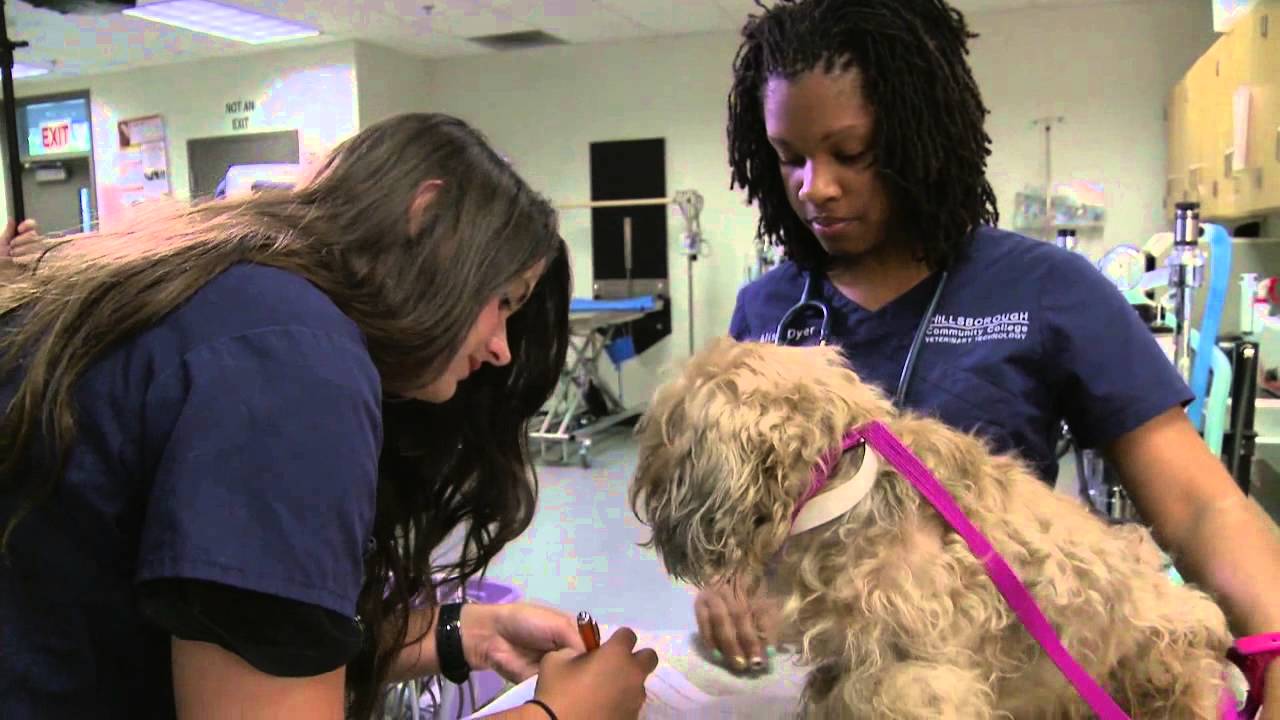 Veterinary Technology