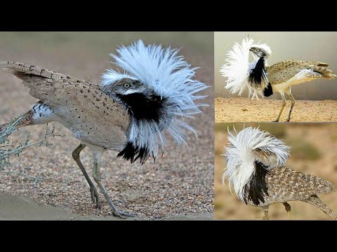 houbara bustard is a relatively small bustard native to North Africa,where it lives in arid habitats