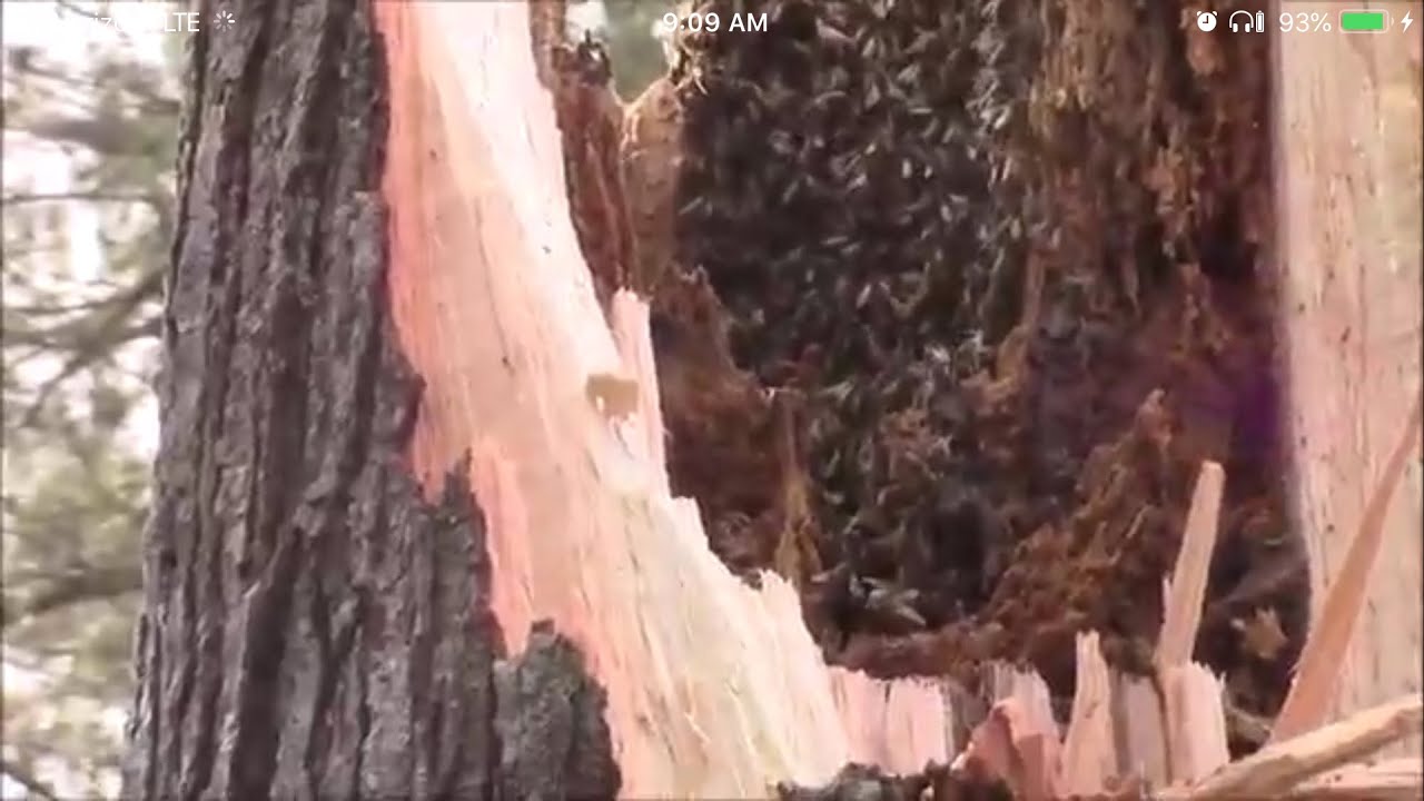 removing honey bees from a tree