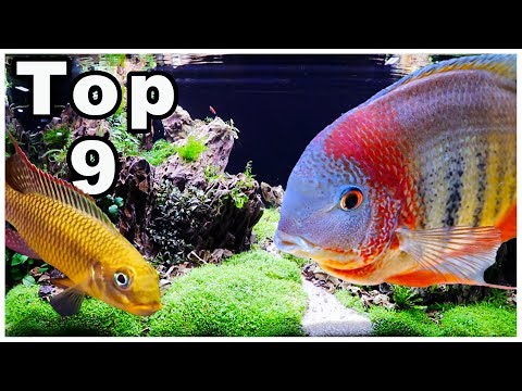 Top 9 Best Cichlids for Community Tanks!