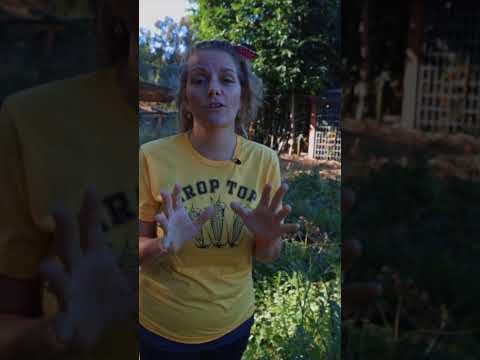 Why I don't worry about companion planting