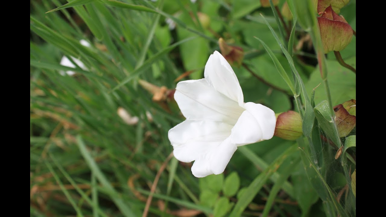 Hedge Bindweed Identification