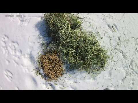 wild rabbits dos and donts for feeding