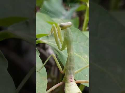 Mantis,(scientific name, Mantodea) They have triangular head, supported on flexible neck.