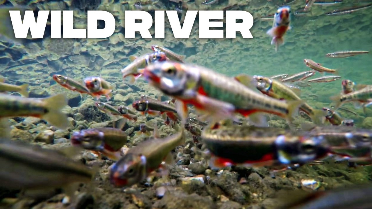 Wildlife in Europe : Who's Living in Your River?