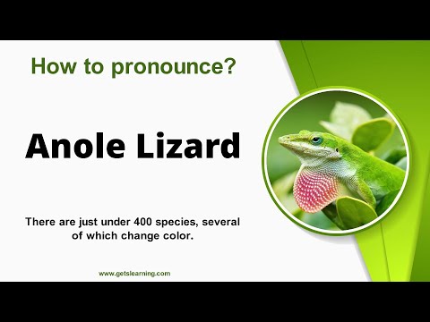 How to pronounce (Anole Lizard) Correctly in English
