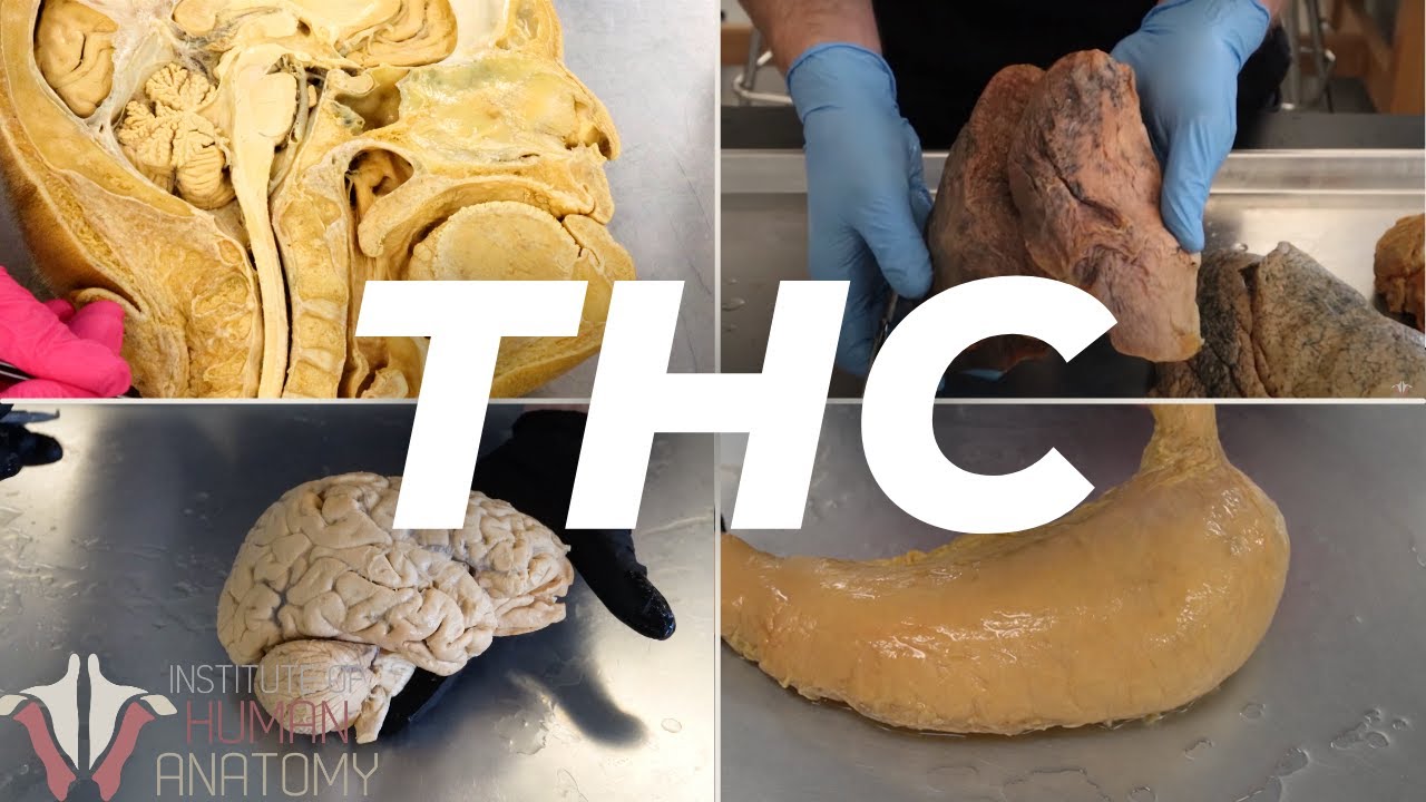 The Anatomy of THC cannabinoids