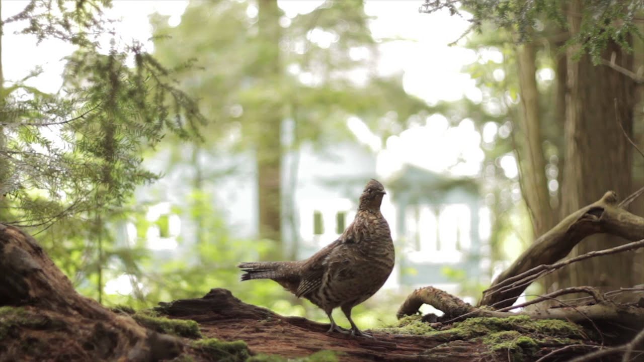 RUFFED GROUSE 