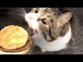 Kitty You Can Has Cheesburger Watch HD Mp4 Video Download Free