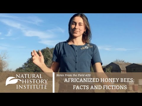 Notes From The Field - Episode 20: AFRICANIZED HONEY BEES: FACTS AND FICTIONS
