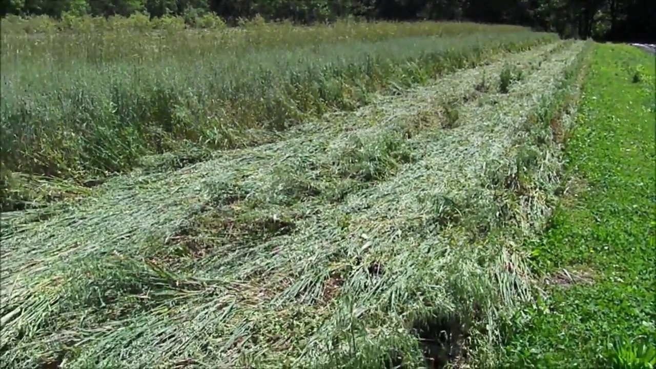 Rolled Cover Crop Planting - 1