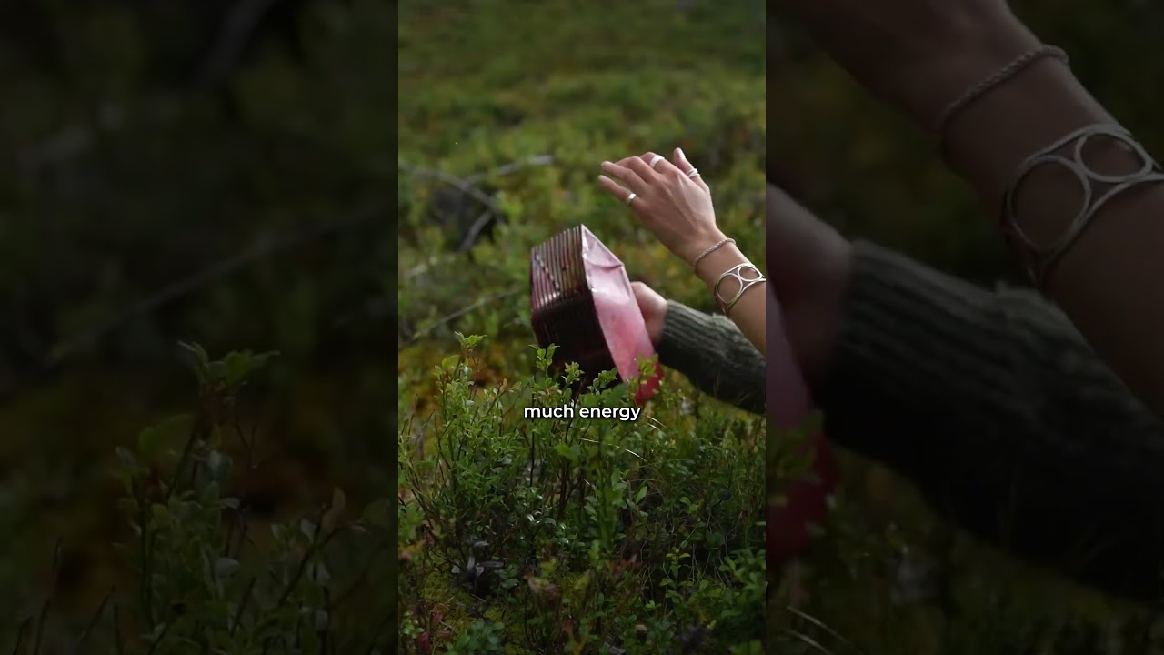 Why I Pick Blueberries Every Year