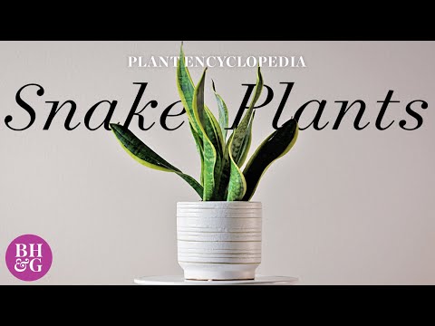 Everything You Need to Know About Snake Plants | Plant Encyclopedia | Better Homes & Gardens