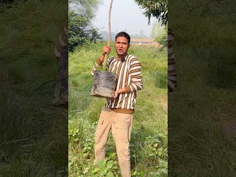 We Plant The Biggest Mango Trees 🌳 in India!