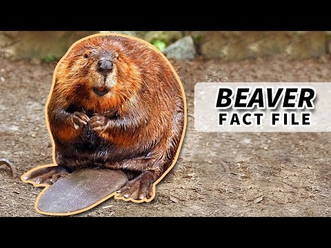 Beaver Facts: Fun Facts About the Busiest Animals | Animal Fact Files
