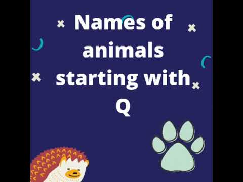 let's learn names of animals starting with Q|animal version|learn and fun