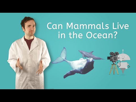 Can Mammals Live in the Ocean? - Exploring Dolphins and Whales