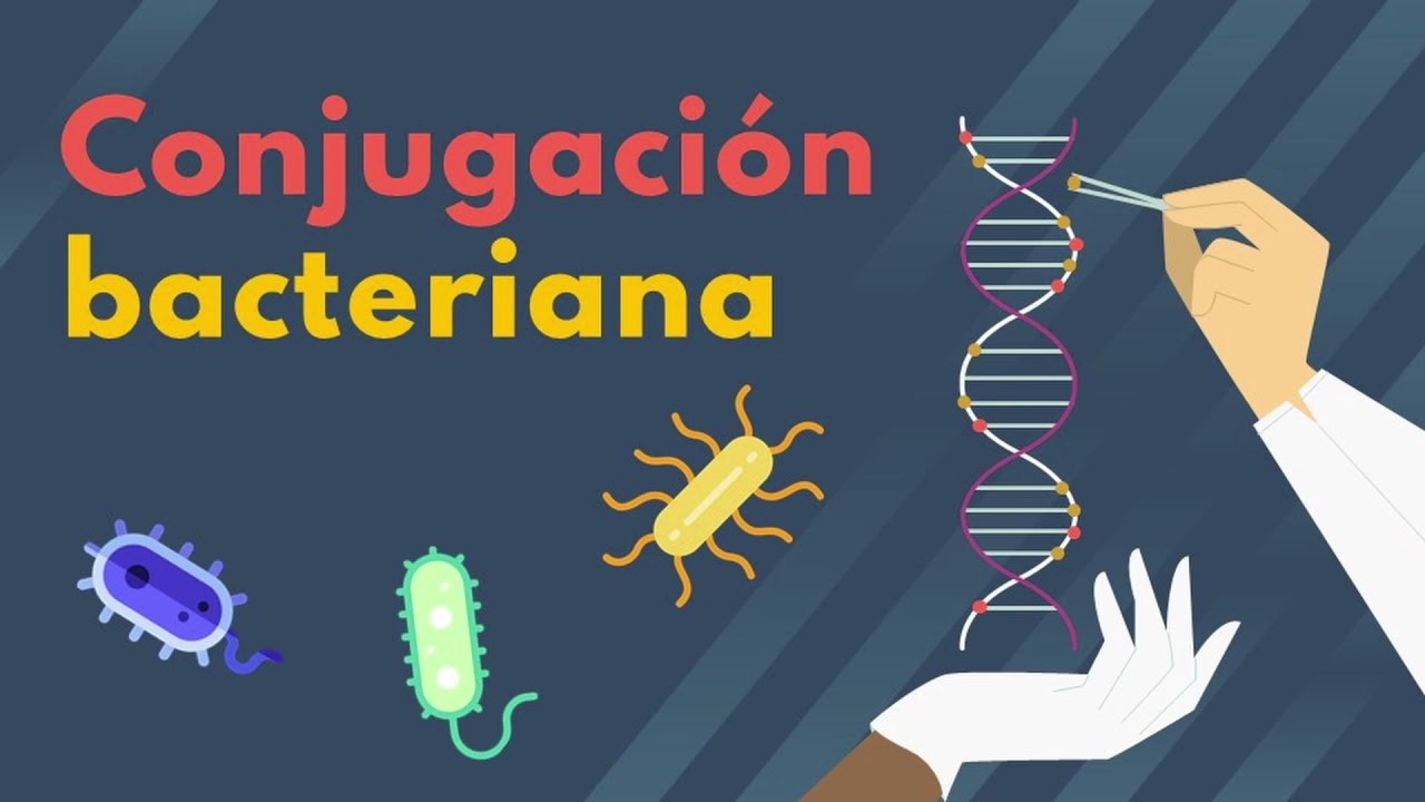 Conjugación, ejemplo con el plásmido F