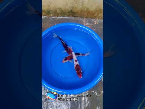 Japanese Koi Fish