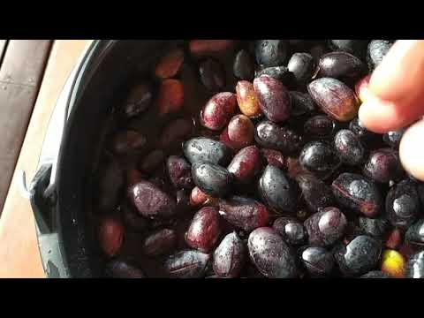 Classic home made organic kalamata olives