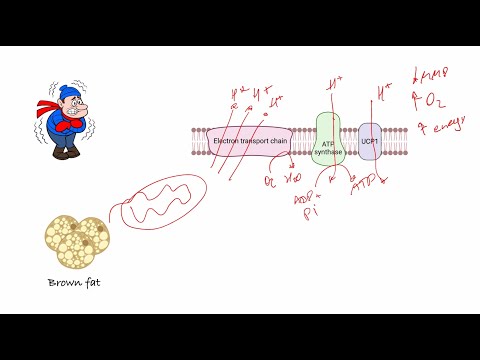 Video synopsis: IF1 in brown fat and thermogenesis (EMBO Journal)