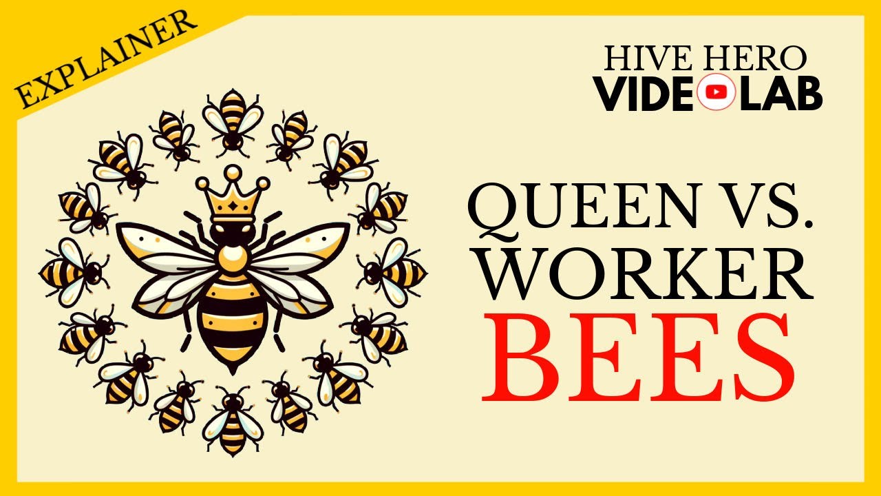 Queen Vs Worker Bees - How Do They Differ?