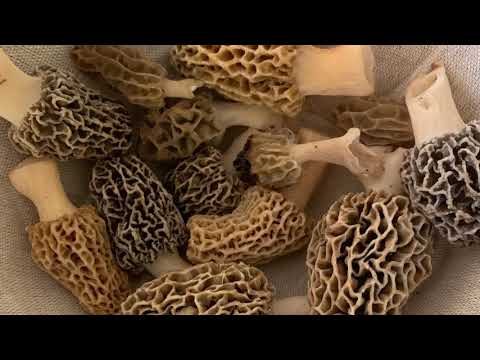 Morels in North Georgia (April 2022)