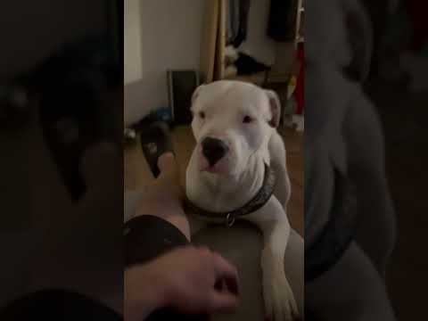 My dog #funny