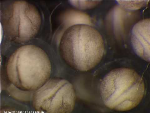 Movie 3: Group of Xenopus tropicalis embryos from the neurula to early tailbud stages