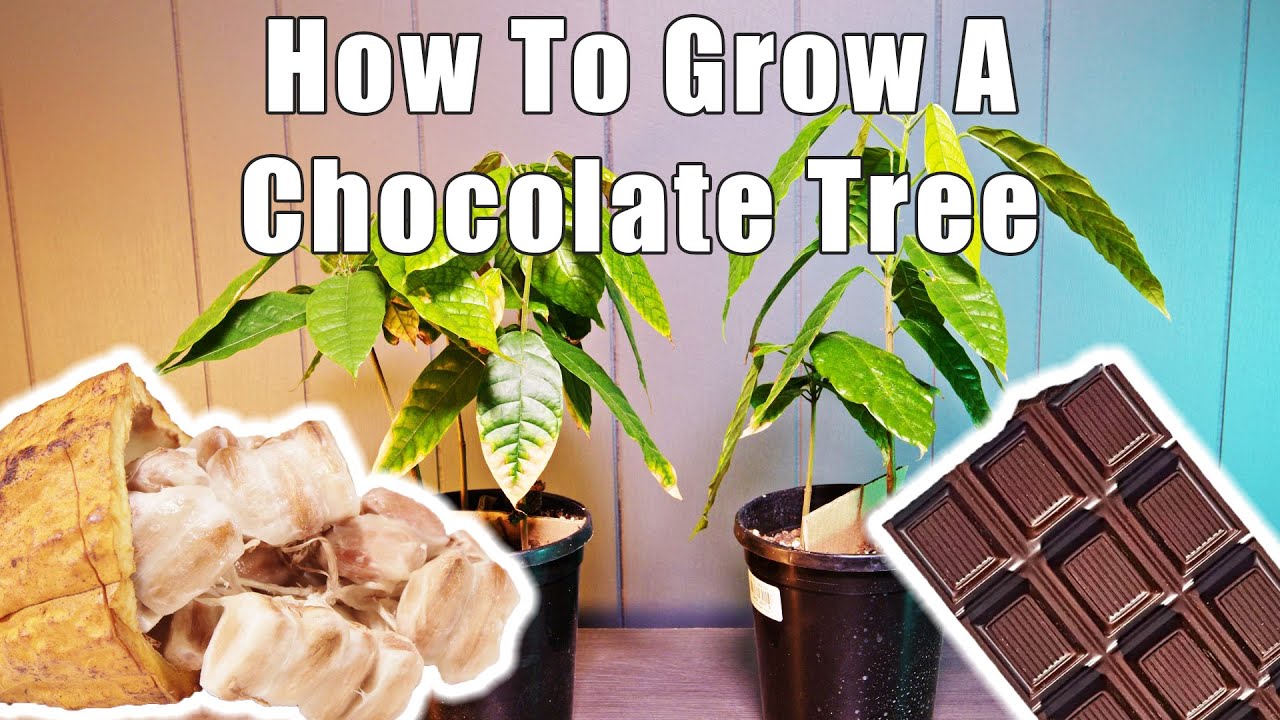 How To Grow Chocolate Trees from Seed: Monthly Progress Updates