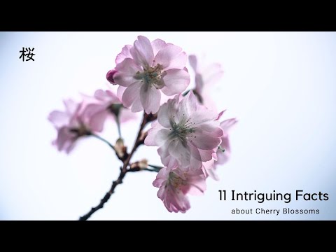 Sakura | 11 Things You Never Knew About Japanese Cherry Blossoms