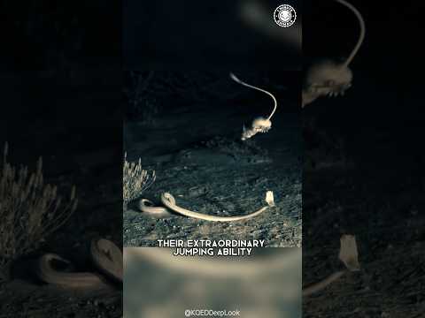 Kangaroo Rat ๐ญ Jumping for Survival!