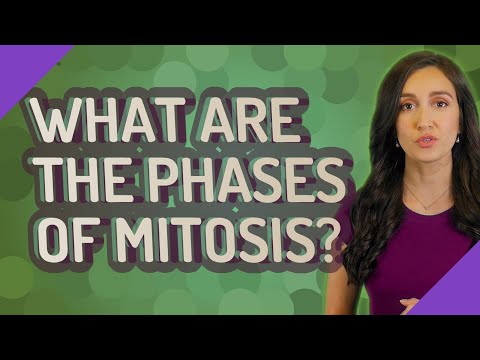 What are the phases of mitosis?