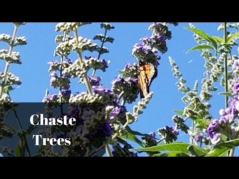 Vitex Agnus Castus or Chaste Tree