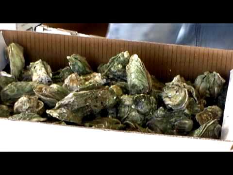Apalachicola Tour Part Two, courtesy of the Water Street Hotel & Marina