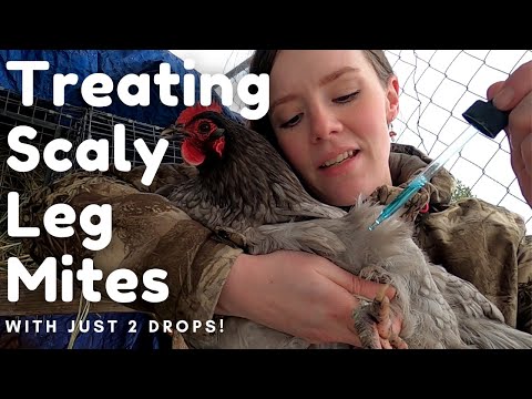 Treating Scaly Leg Mites | Chicken Husbandry Series