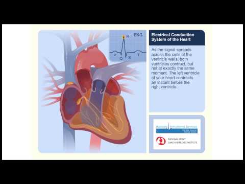 Electrical Conduction System of the Heart