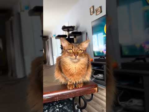 Somali cat tiktok nanaki_the_foxcat