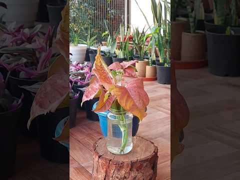 Propagating Syngonium Pink Neon Plant's Cutting in Water. #pinksyngonium #syngonium #plants #plant