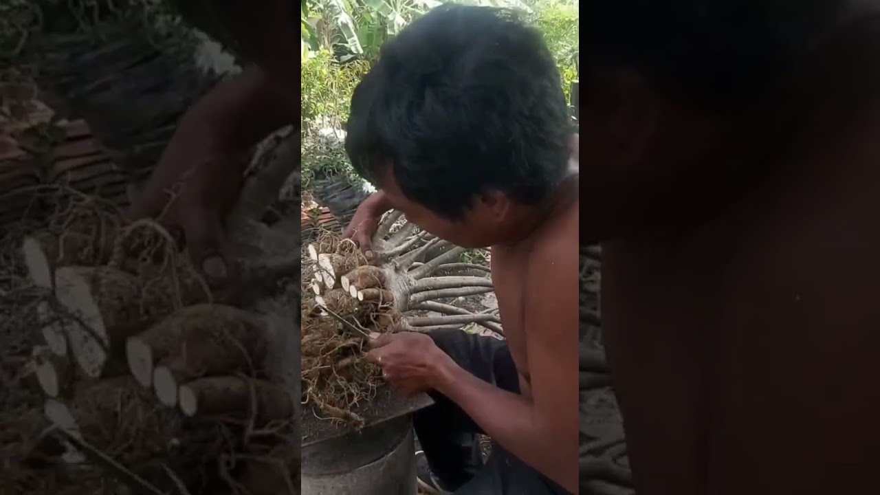 cara membuat spasi  akar adenium biar  tambah kokoh#shorts #adenium #bonsaiadenium