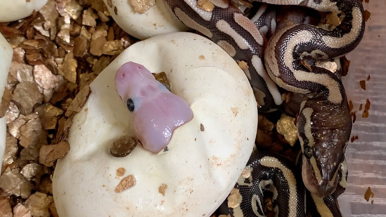 Cutting our First Ball Python Clutch! (Lesser Mojave x Mystic) | Butterfrog Farms #12