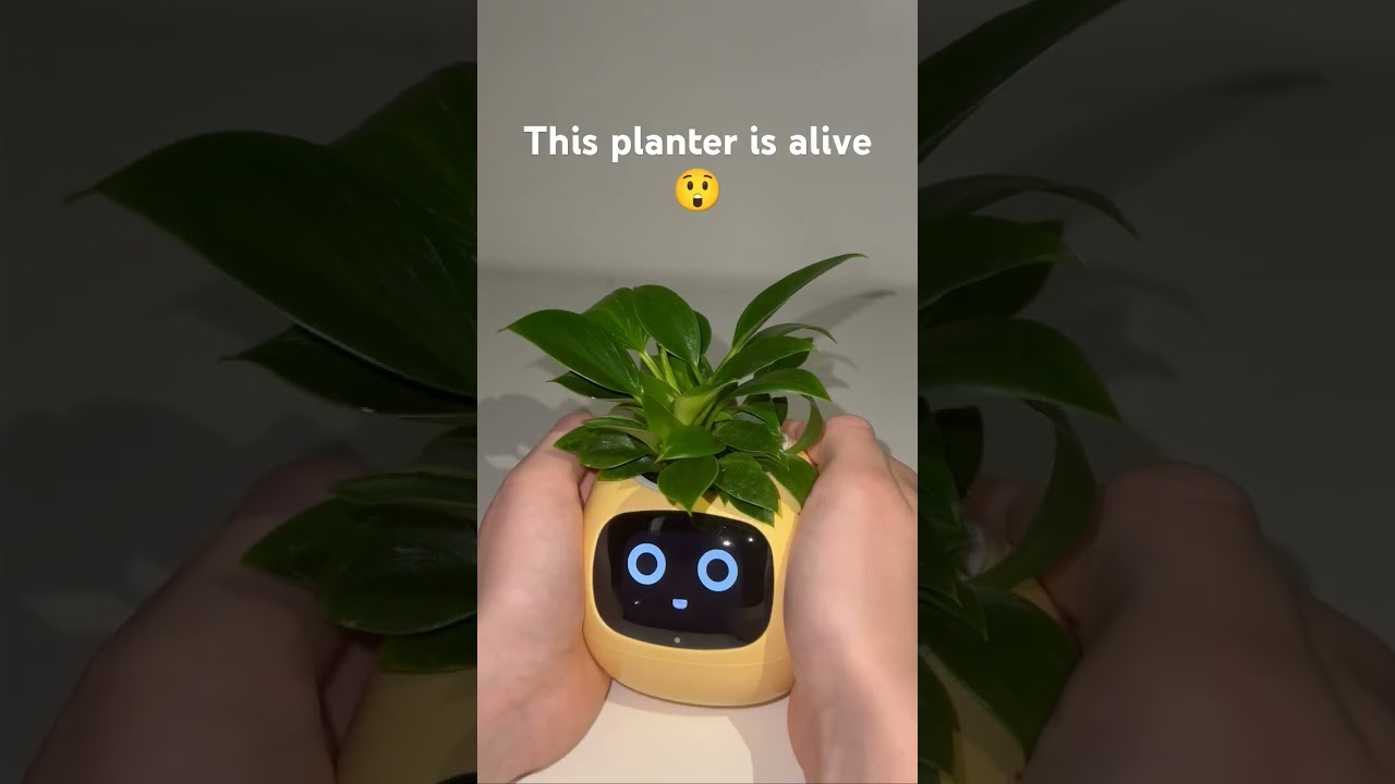 meet smart planter Ivy #plants