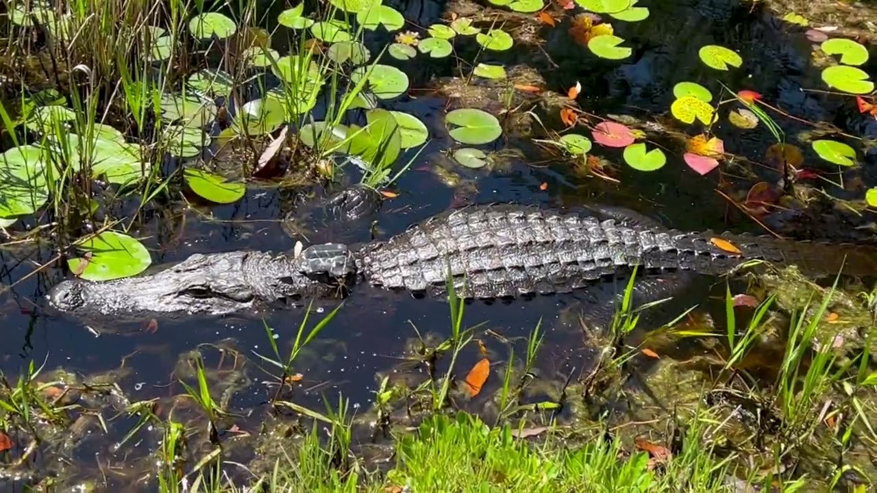 Okefenokee Swamp Park Overview