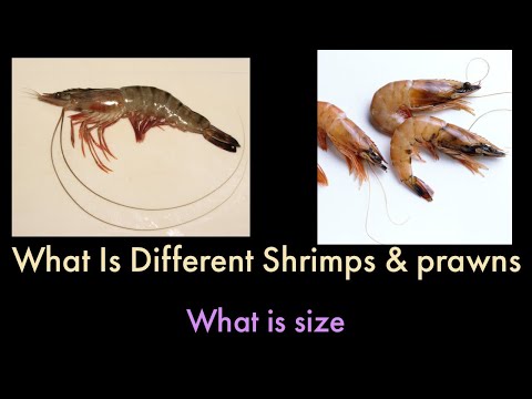 What is different Shrimps & Prawns/. Shellfish seafood