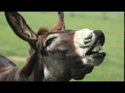Braying Donkey Sound Effects