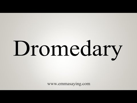 How To Say Dromedary