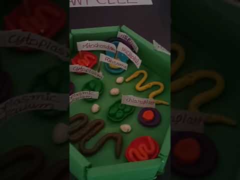 # plant cell#Animal cell #Model